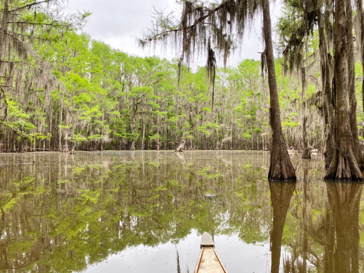 CADDO LAKE: UN LAGO DE CUENTO AL ESTE DE TEXAS – PLANETA WANDER